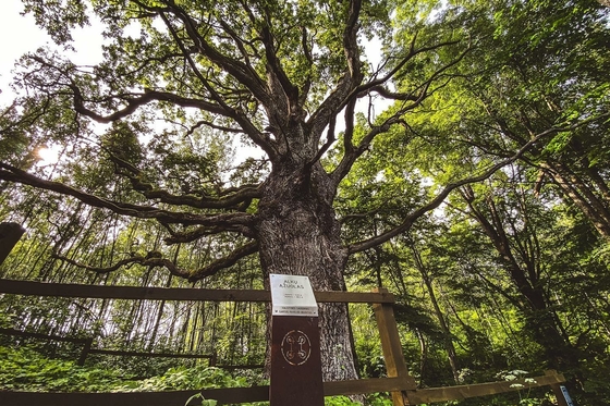 Grabijolai hiking trail